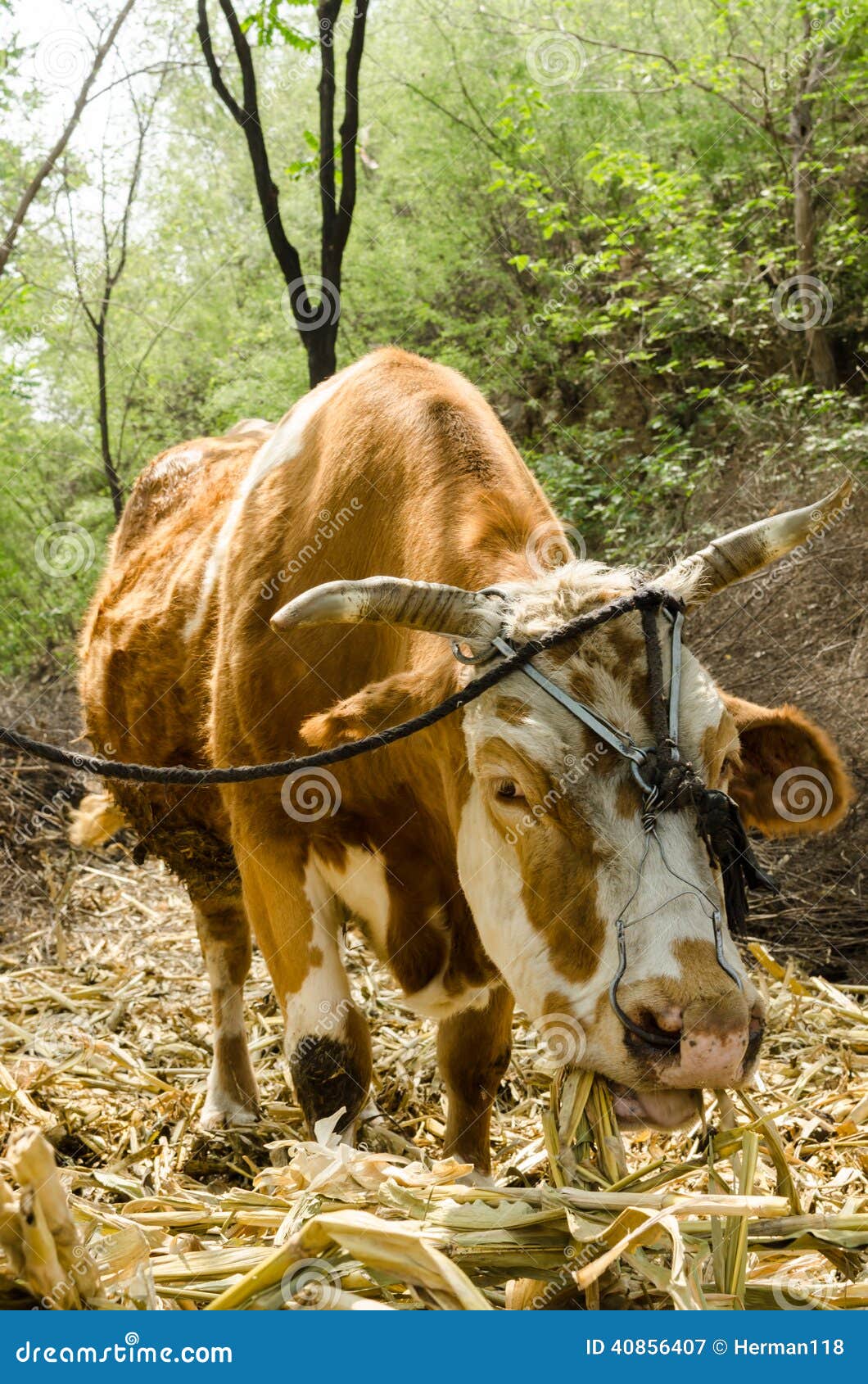 Cattle eat feed stock image. Image of graze, agricultural - 40856407