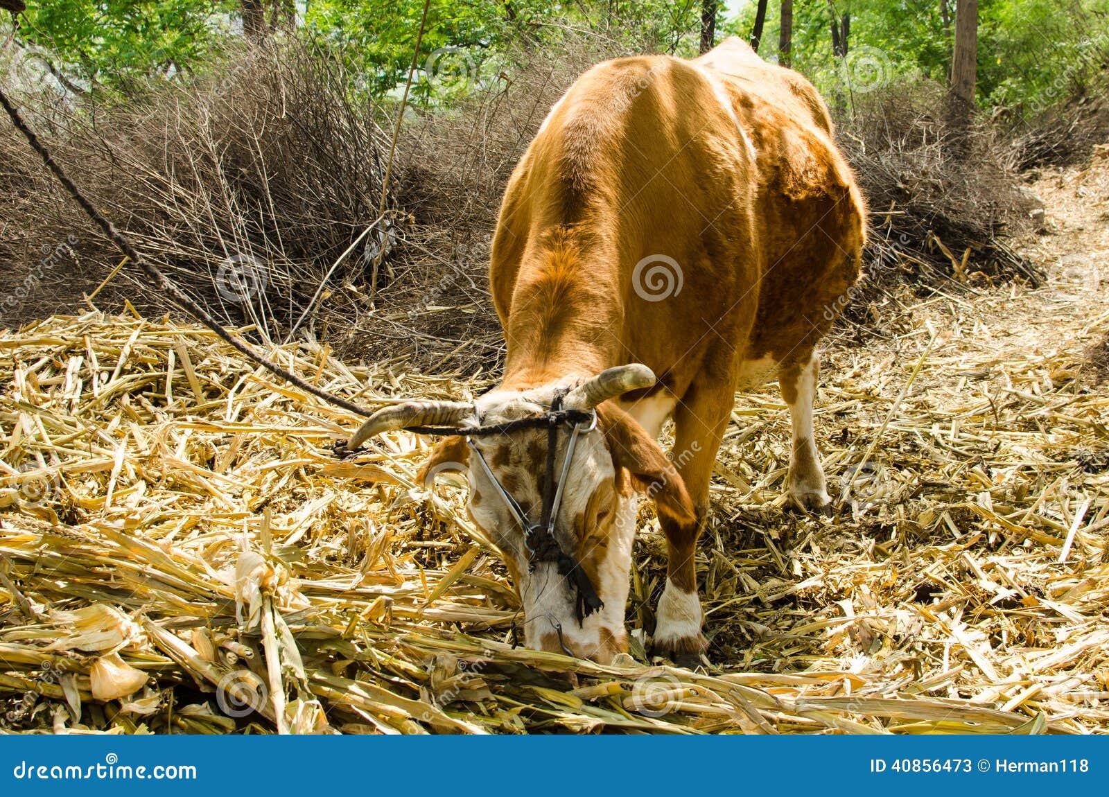 Cattle eat feed stock image. Image of concept, design - 40856473