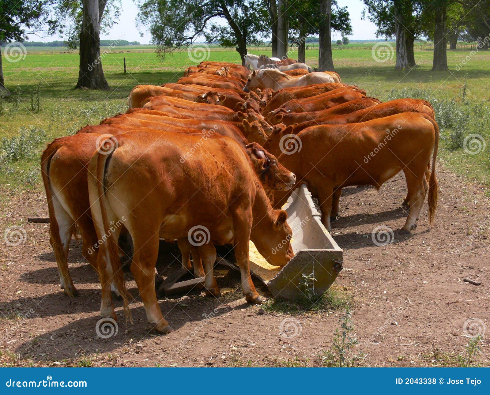 Cattle Eating From Feed Bunk In A Feedlot Or Feed Yard Royalty-Free ...