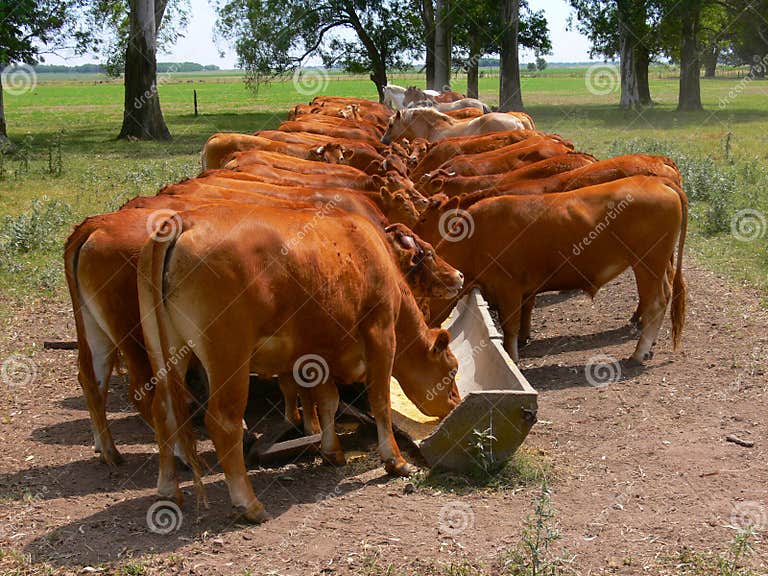 CATTLE EATING stock photo. Image of feed, eating, bovine - 2043338