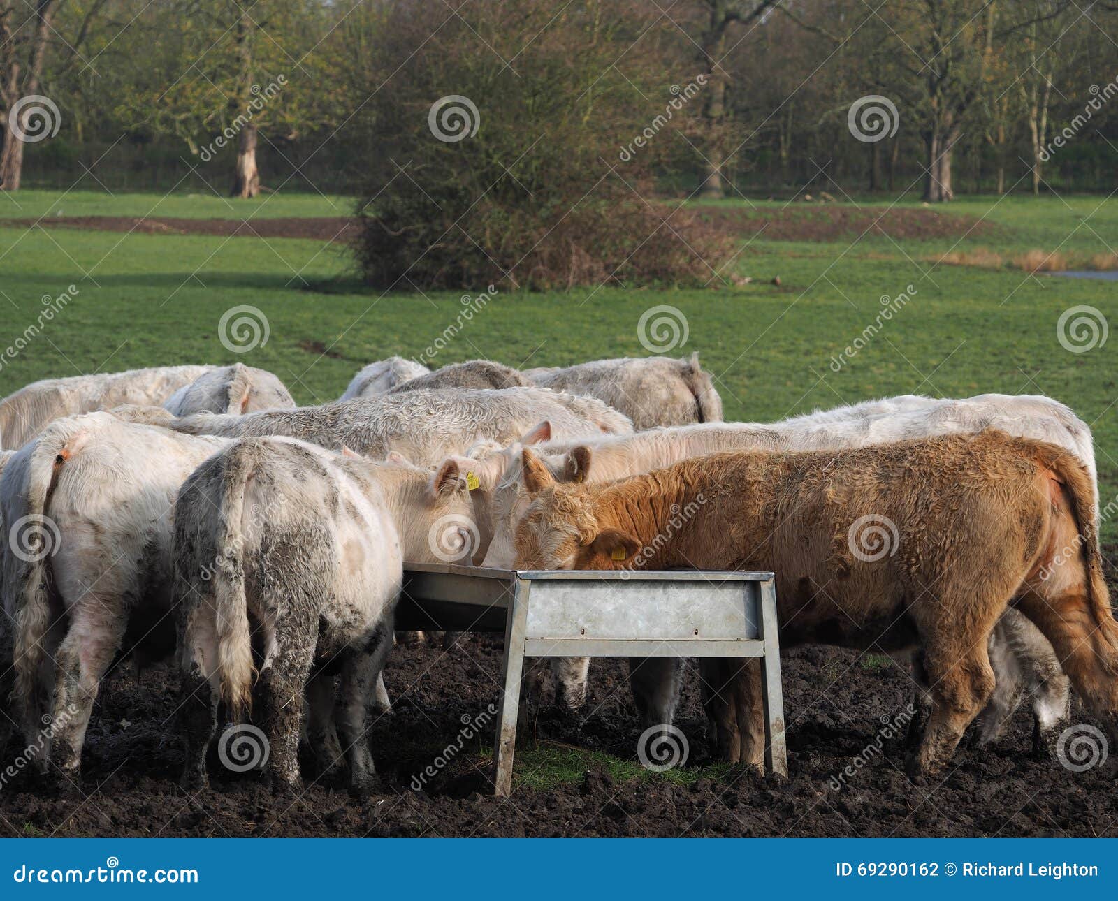 Cattle Eating stock photo. Image of feeding, eating, meat - 69290162
