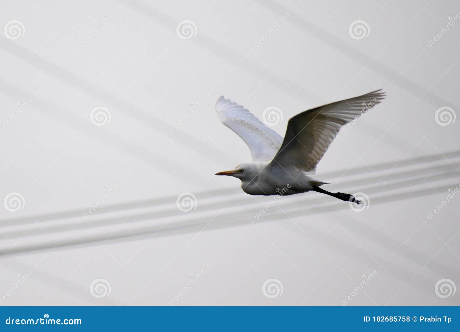 Cattle egert on fly stock photo. Image of egret, wing - 182685758