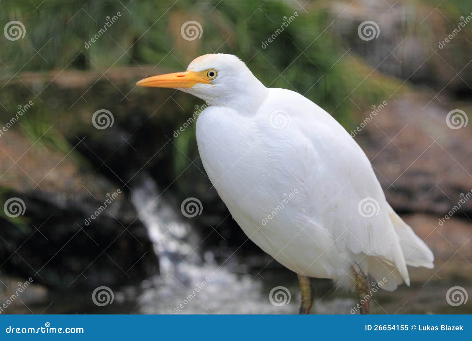 Cattle egret stock image. Image of upper, nature, bird - 26654155