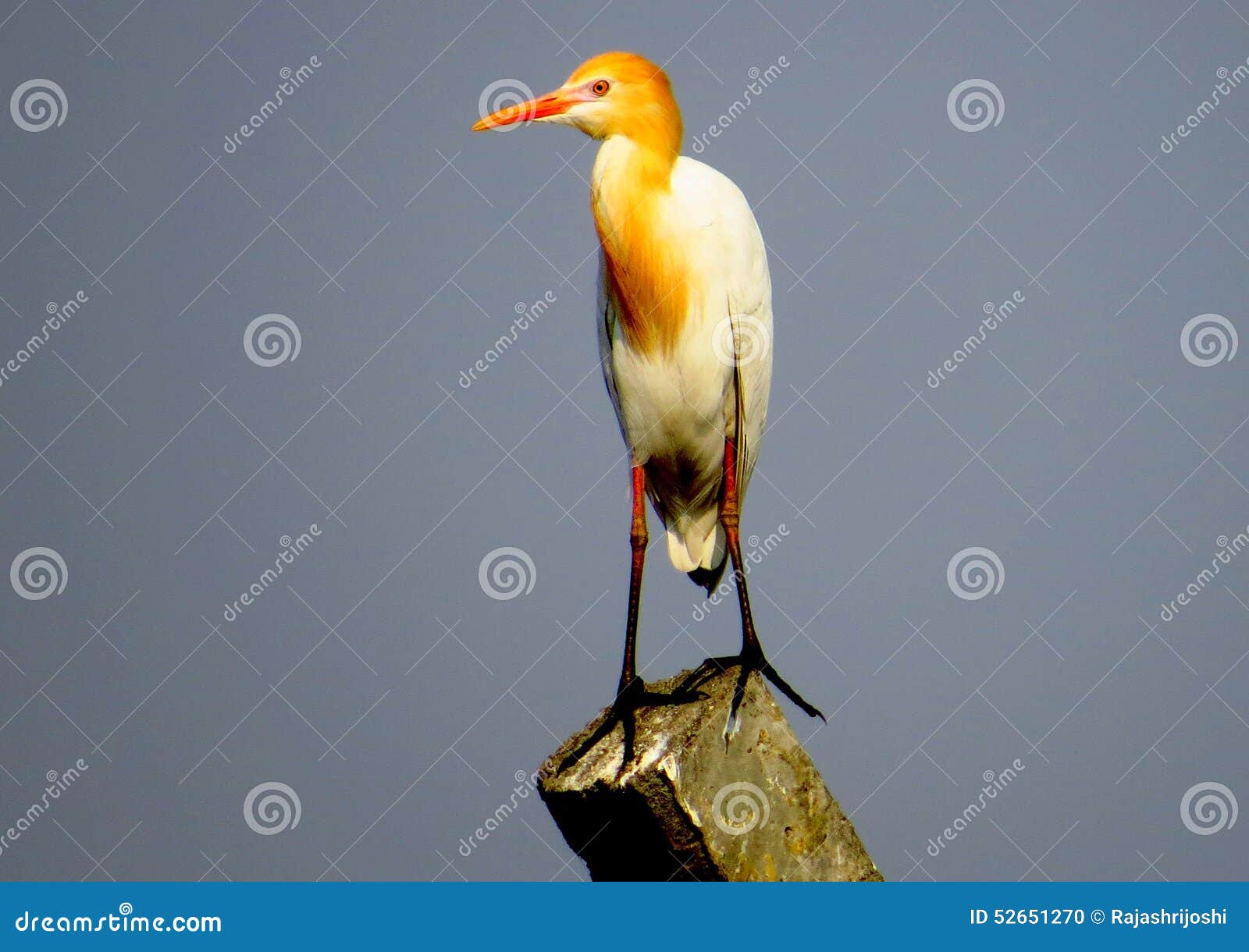Cattle Egret stock photo. Image of light, wildlife, wings - 52651270
