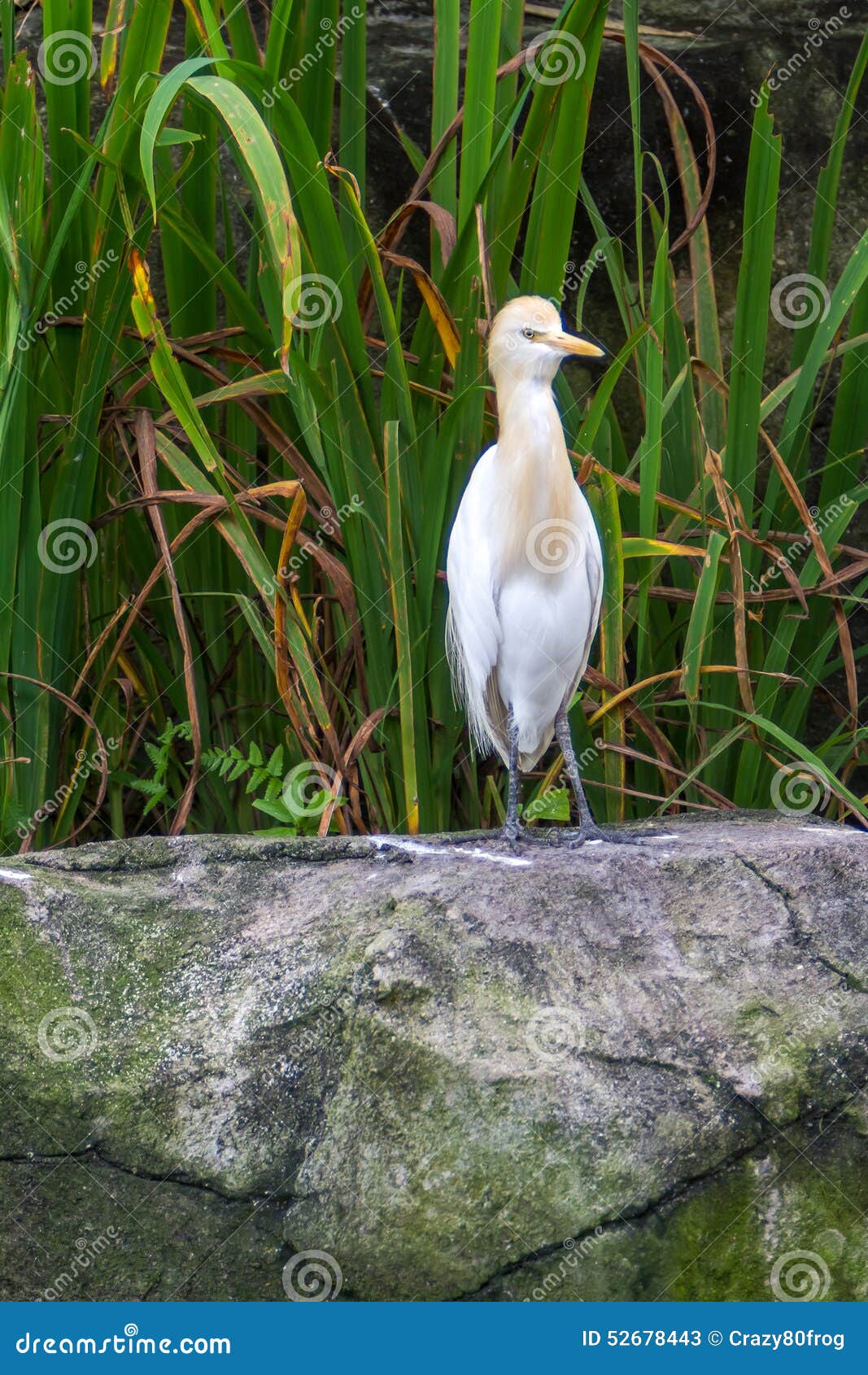 Cattle Egret (Bubulcus Ibis) in Bird Park Stock Image - Image of fauna ...