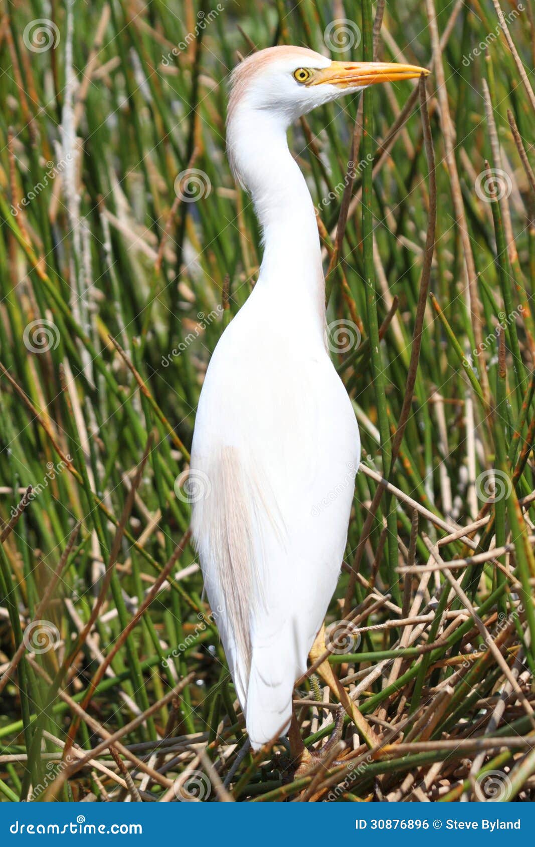 Cattle Egret (Bubulcus Ibis) Stock Photo - Image of bubulcus, nature ...