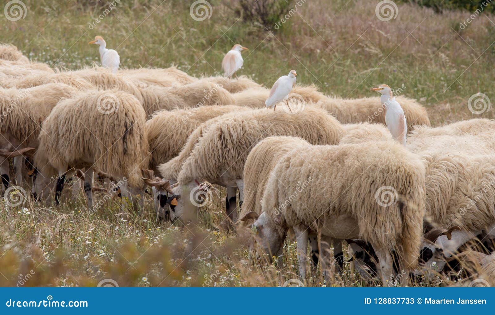 Cattle Egret & X28;Bubulcus Ibis& X29; Perched on the Back of a Sheep ...