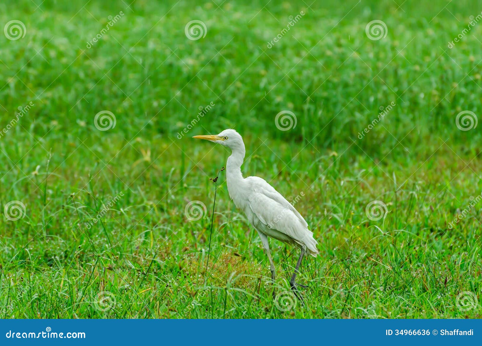 Cattle Egret (Bubulcus Ibis) Stock Photo - Image of ecology, grassland ...