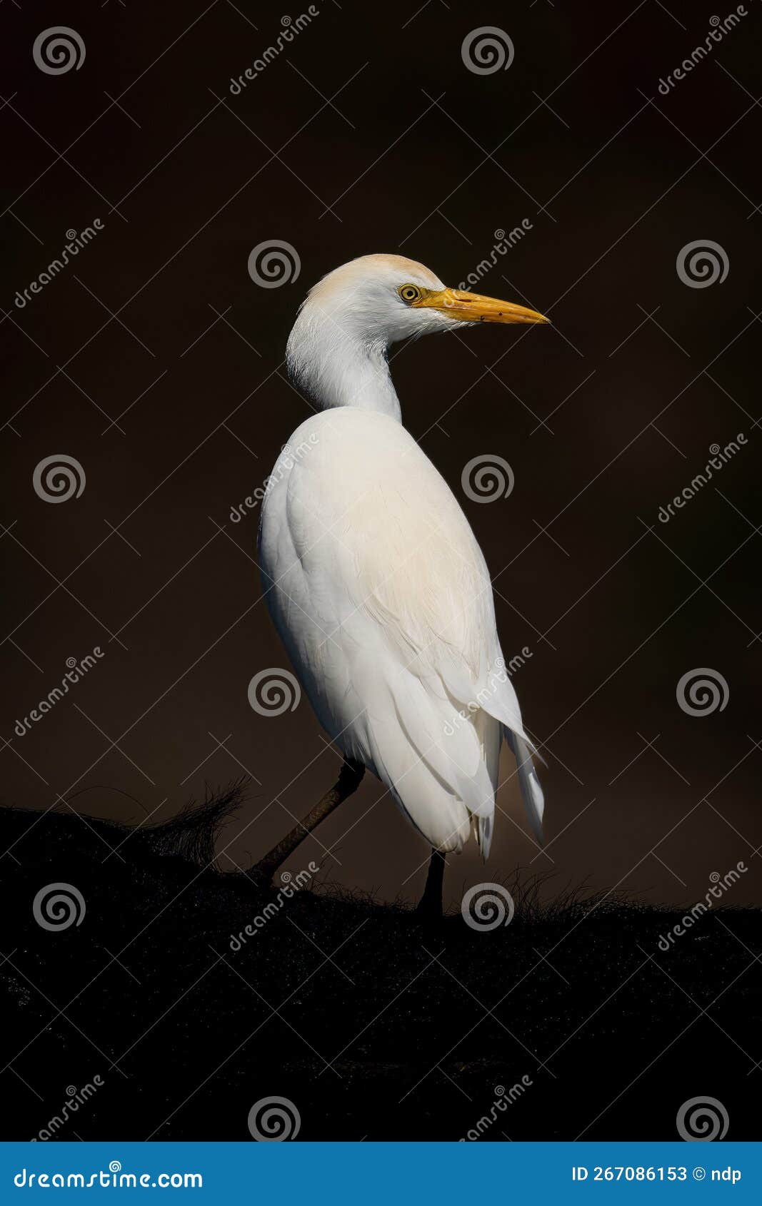 Cattle Egret on Cape Buffalo Looking Back Stock Image - Image of cattle ...