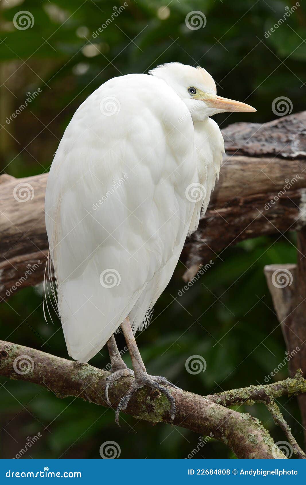 Cattle Egret (Cow Heron) stock photo. Image of heron - 22684808