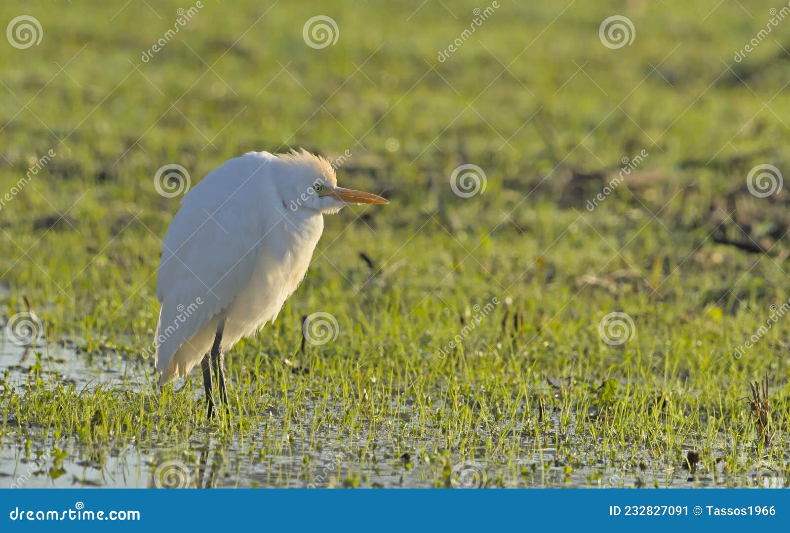 Cattle Egret, Crete stock image. Image of daylight, ardeidae - 232827091