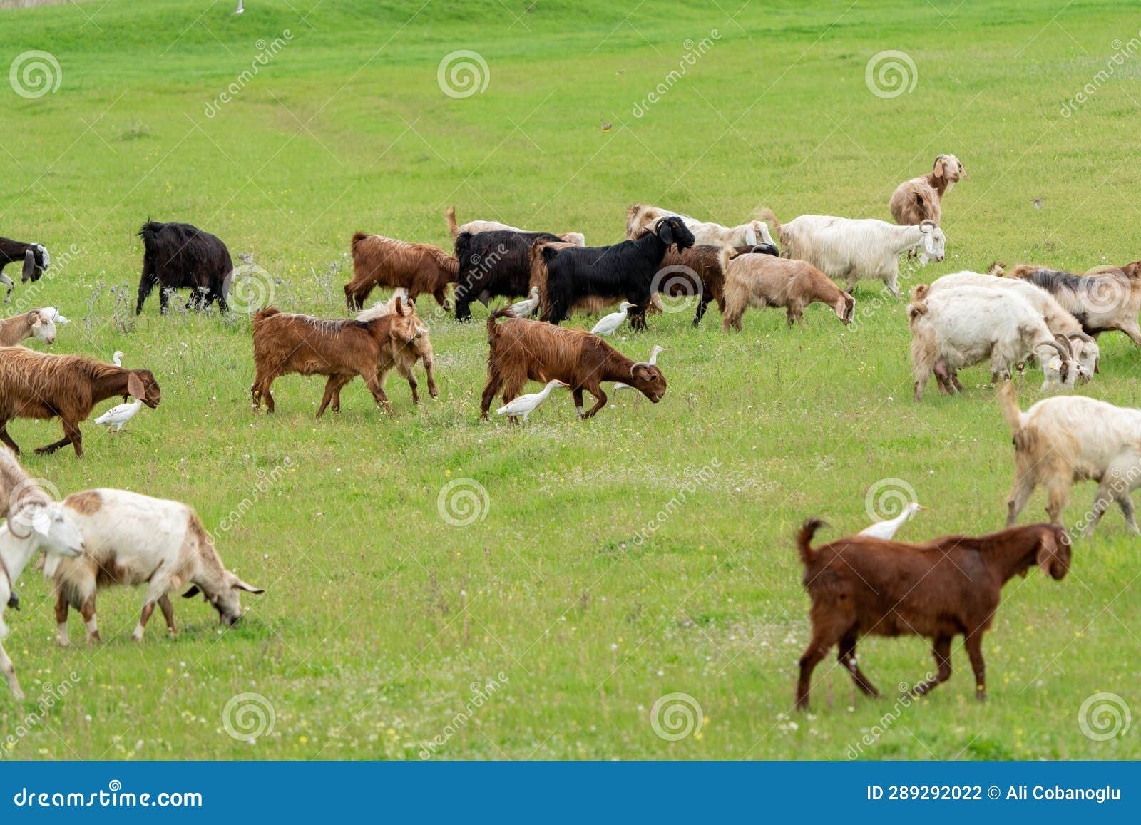 Cattle Egret and Goat Feeding Together in the Pasture Stock Photo ...