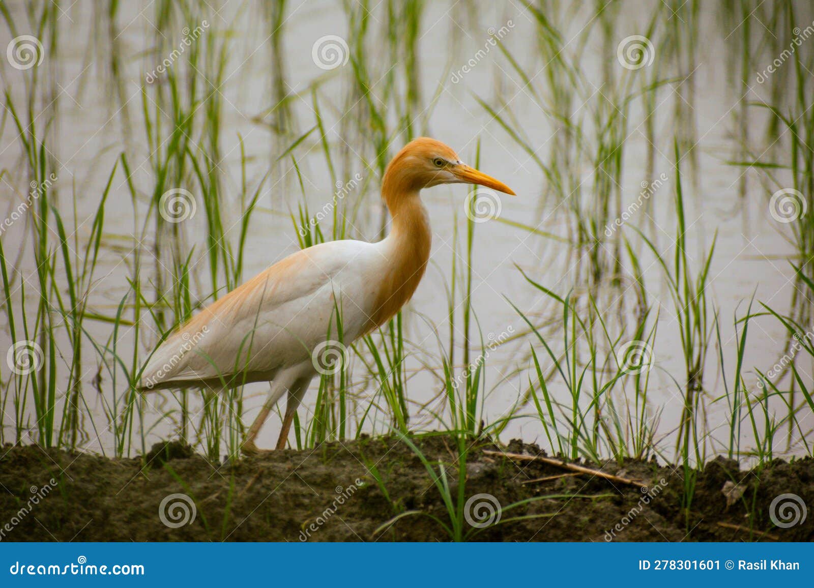 The Cattle Egret, Heron, Any of about 60 Species of Long-legged Wading ...