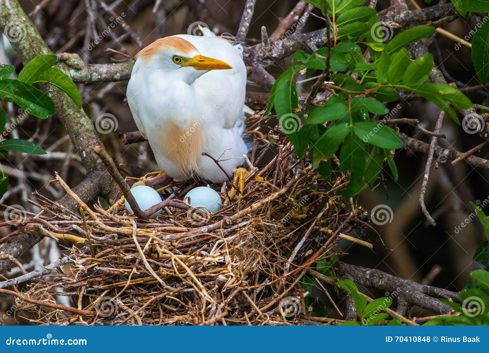 Cattle Egret on Nest stock photo. Image of small, incubate - 70410848