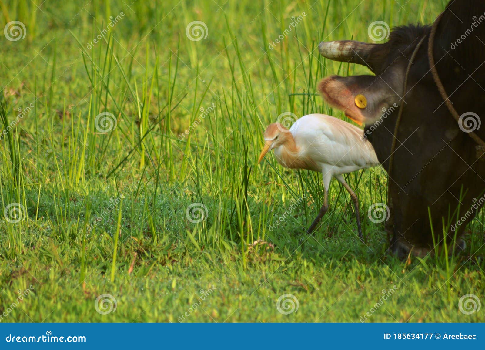 Cattle Egret on Paddy Field with Cow Stock Image - Image of wildlife ...