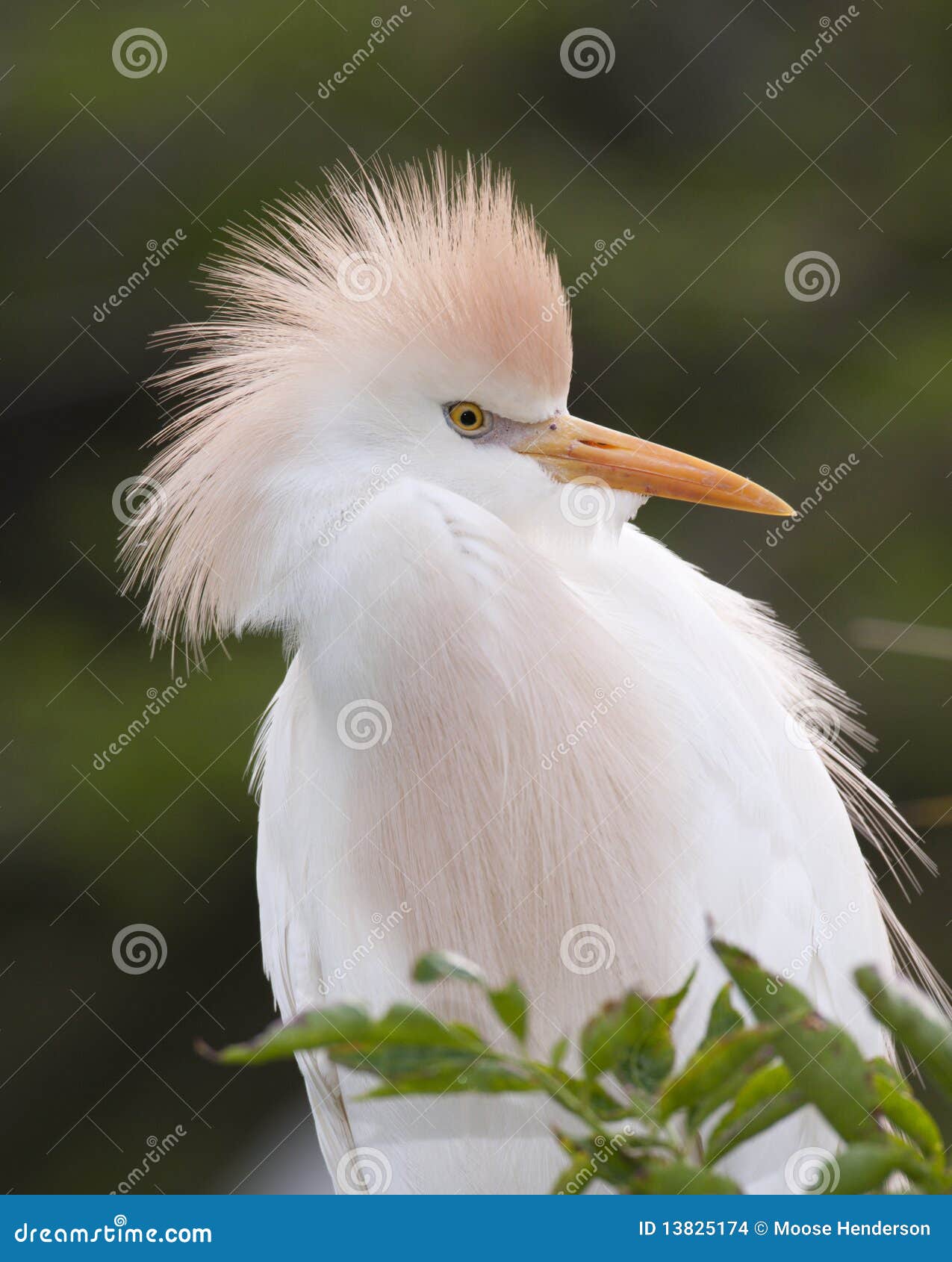 Cattle Egret portrait stock photo. Image of wildlife - 13825174
