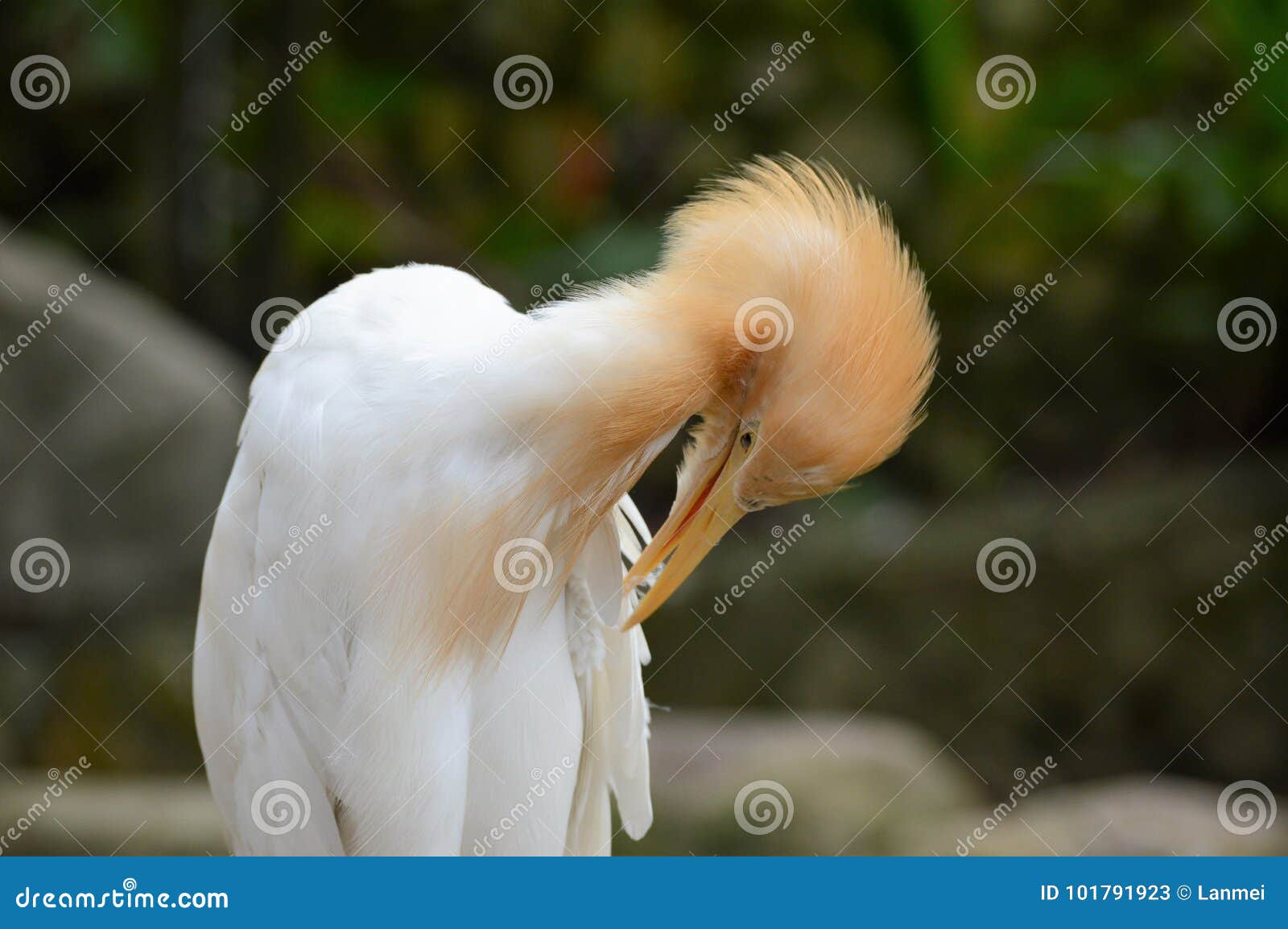 Cattle egret preening stock image. Image of cattle, bubulcusibis - 101791923