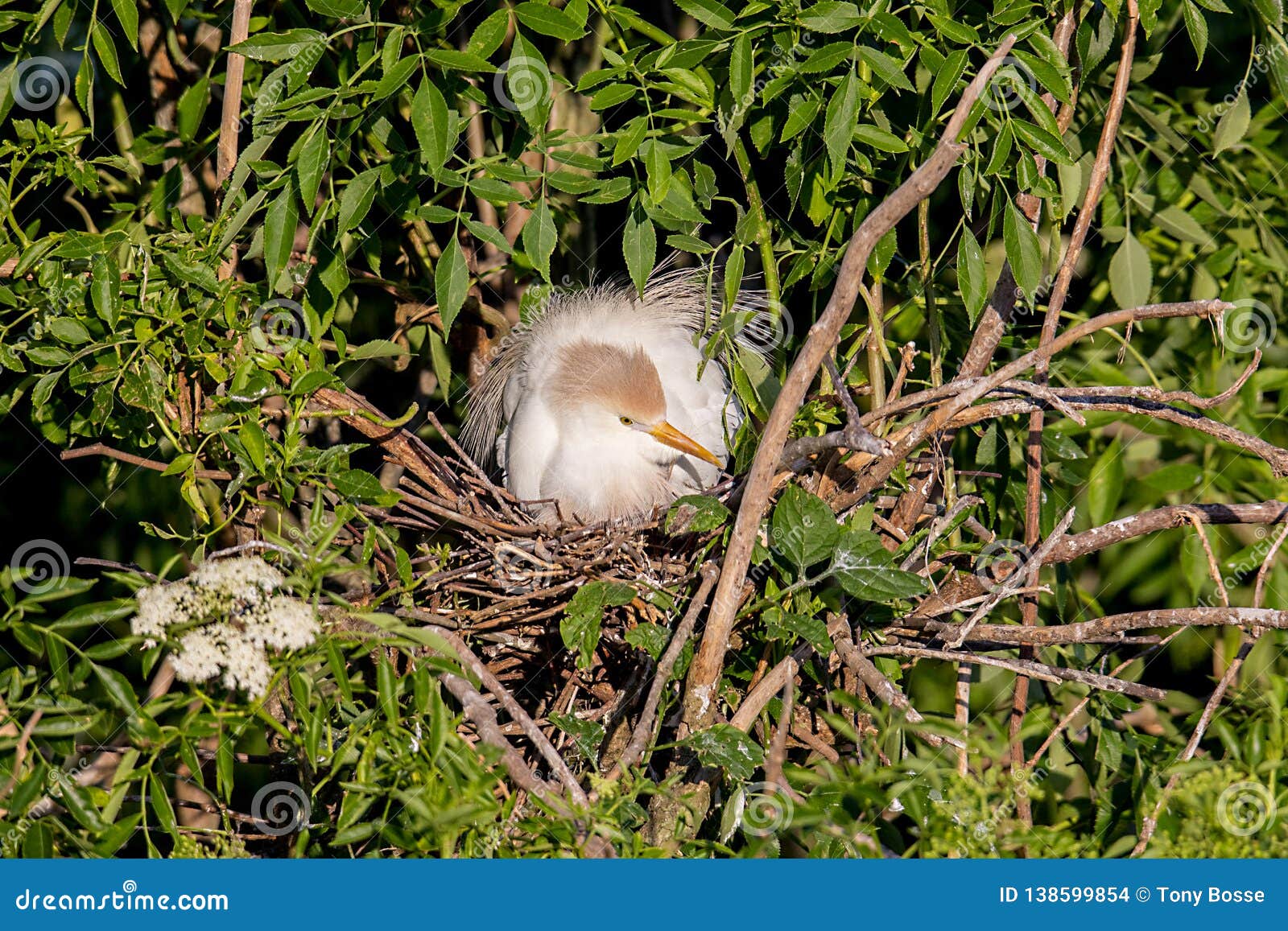 Cattle Egret Roosting on Nest Stock Photo - Image of egret, closeup ...