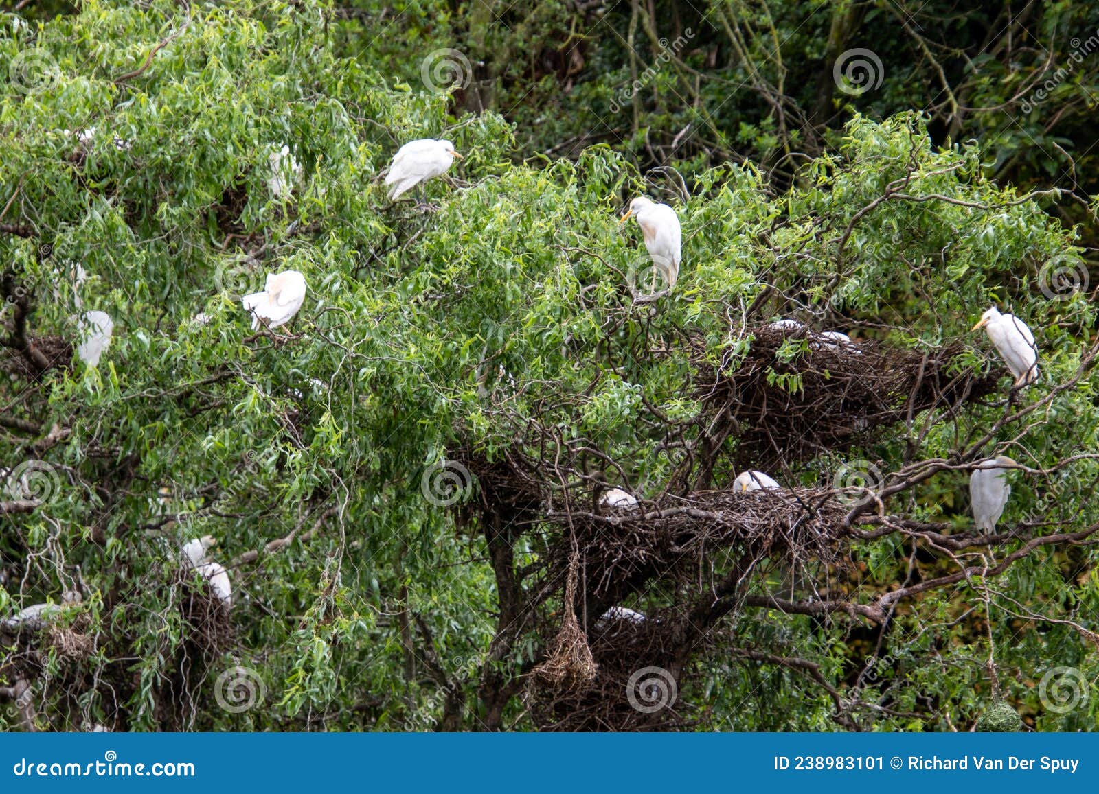 Cattle Egrets Nesting in a Tree Stock Image - Image of rewilding ...