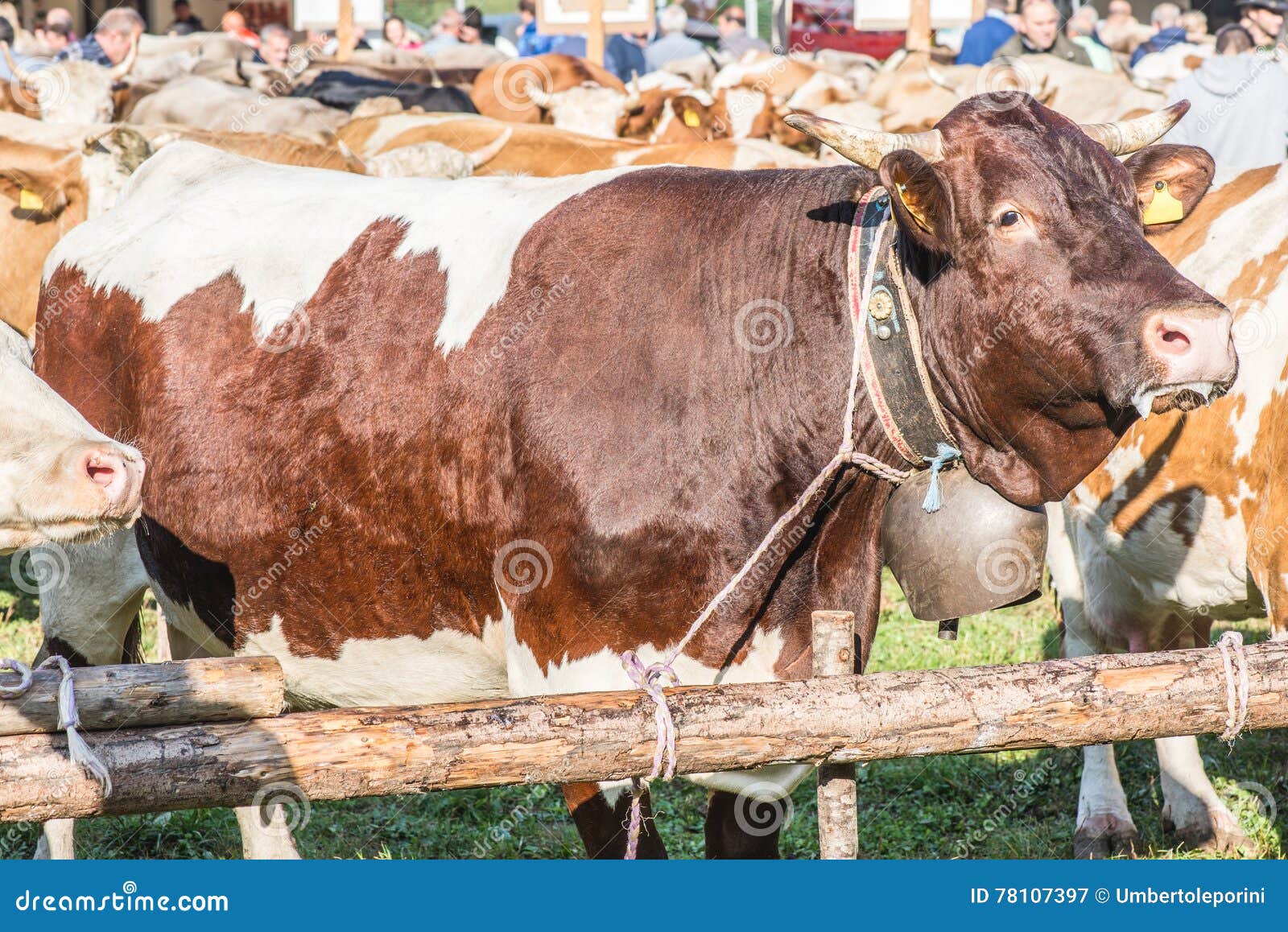 Cattle Exibition Red Spotted Breed Stock Image - Image of competition ...