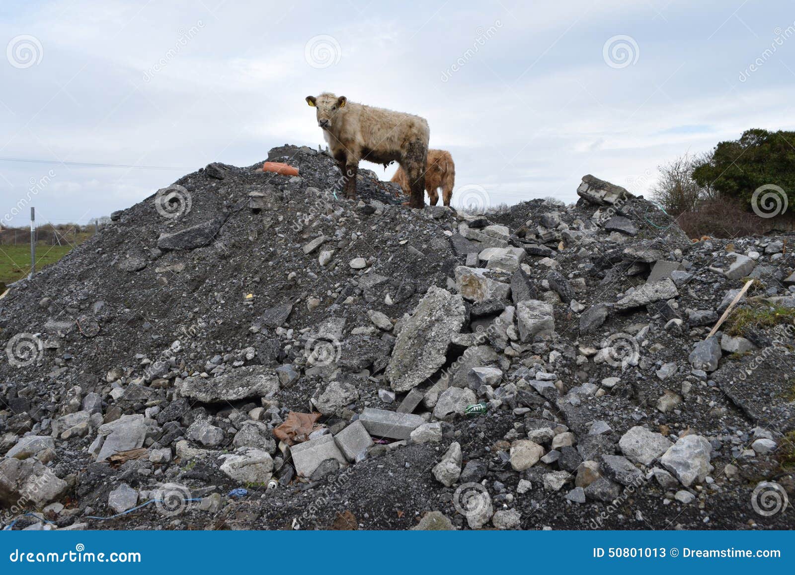 Cattle Exploring Local Dump Yard Stock Image - Image of yard, local ...