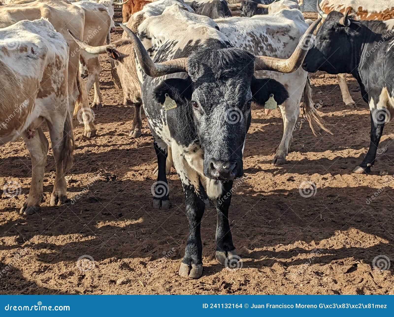 Cattle in Extensive Management System Editorial Stock Image - Image of ...