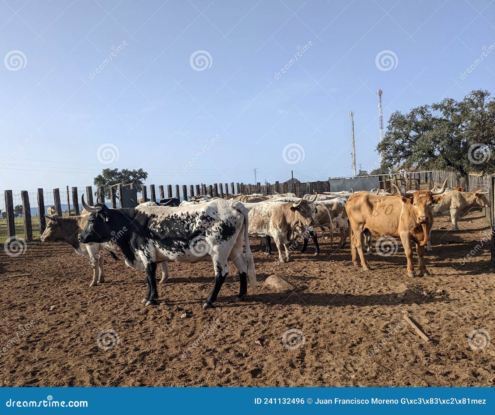 Cattle in Extensive Management System Stock Photo - Image of domestic ...