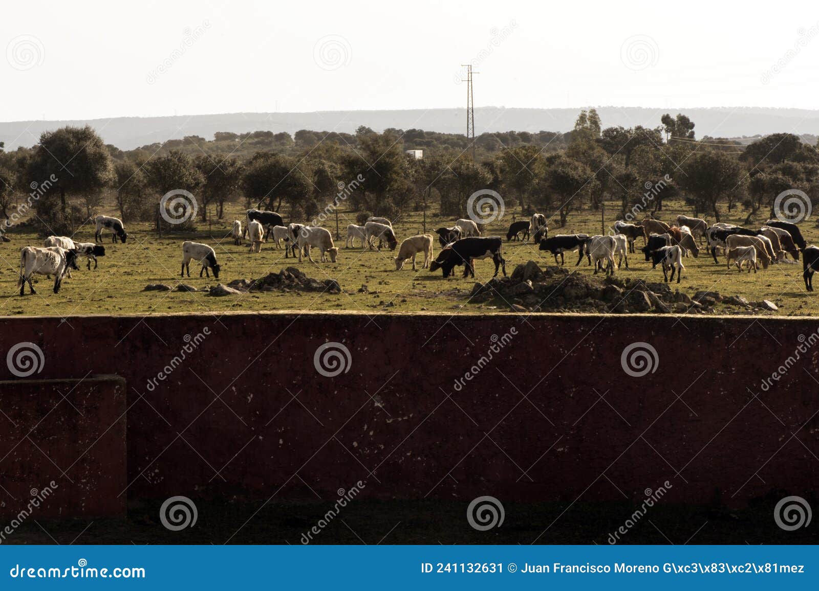 Cattle in Extensive Management System Stock Image - Image of land ...