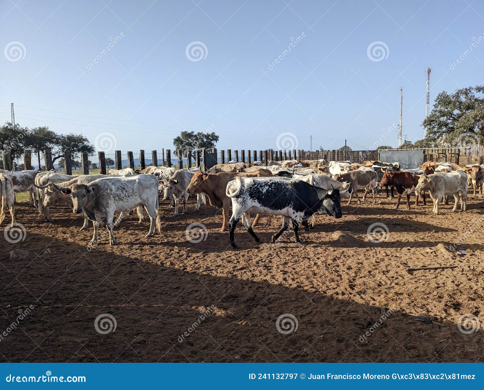 Cattle in Extensive Management System Stock Image - Image of land ...