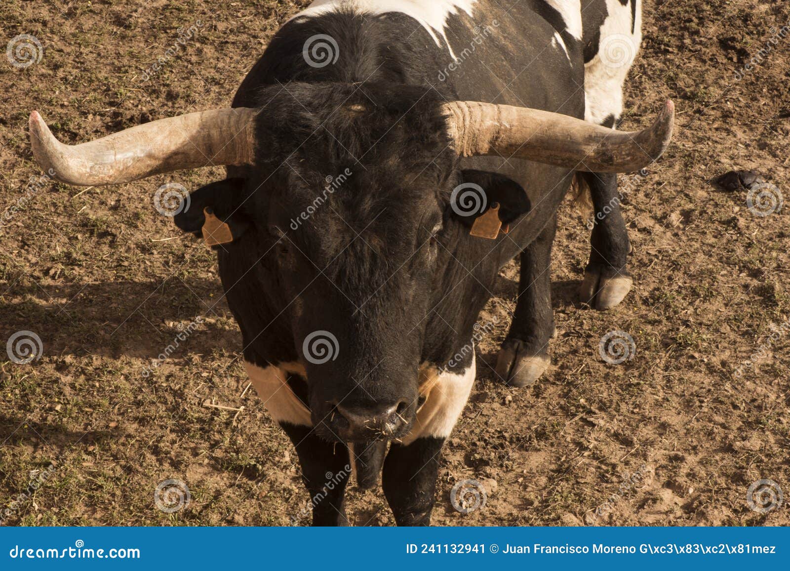 Cattle in Extensive Management System Stock Image - Image of horns ...