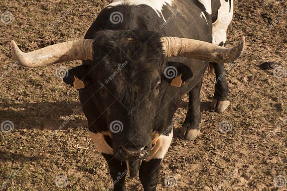 Cattle in Extensive Management System Stock Image - Image of horns ...
