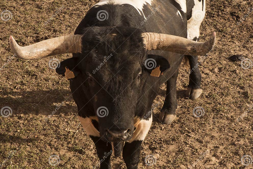Cattle in Extensive Management System Stock Image - Image of horns ...