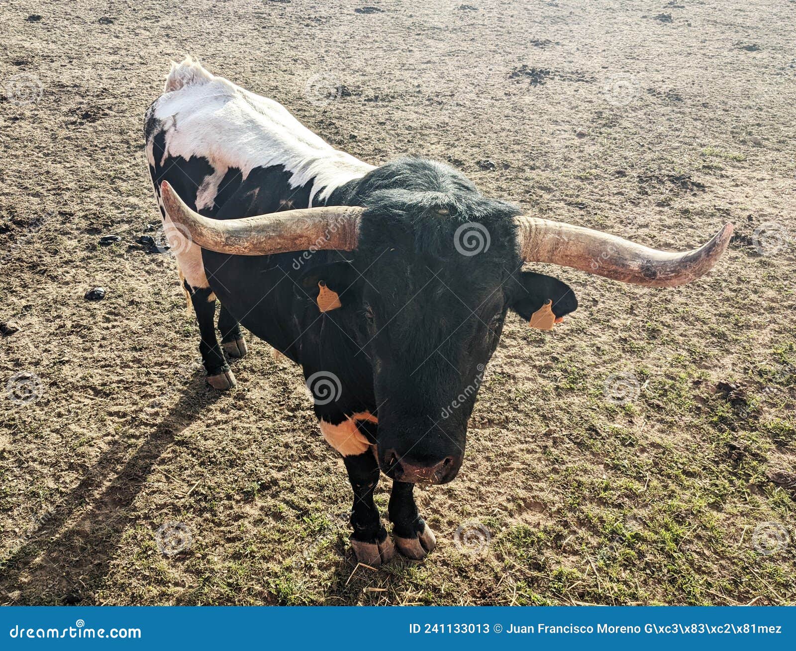 Cattle in Extensive Management System Stock Image - Image of cows ...
