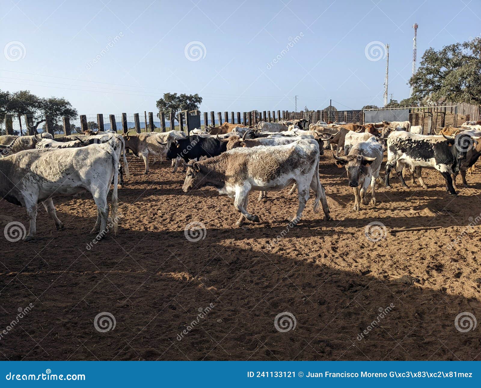 Cattle in Extensive Management System Stock Image - Image of huelva ...