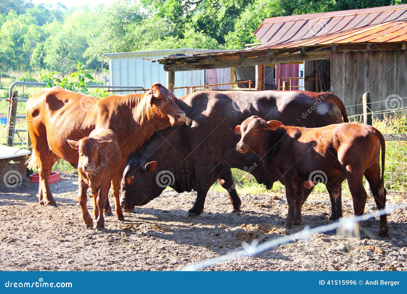 Cattle Family stock photo. Image of environment, breeding - 41515996