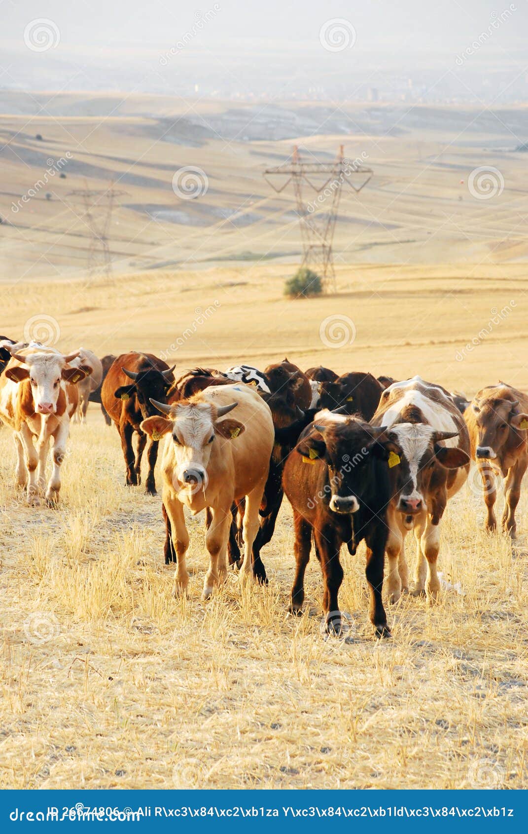Cattle in the farm stock photo. Image of breeding, herd - 26674806