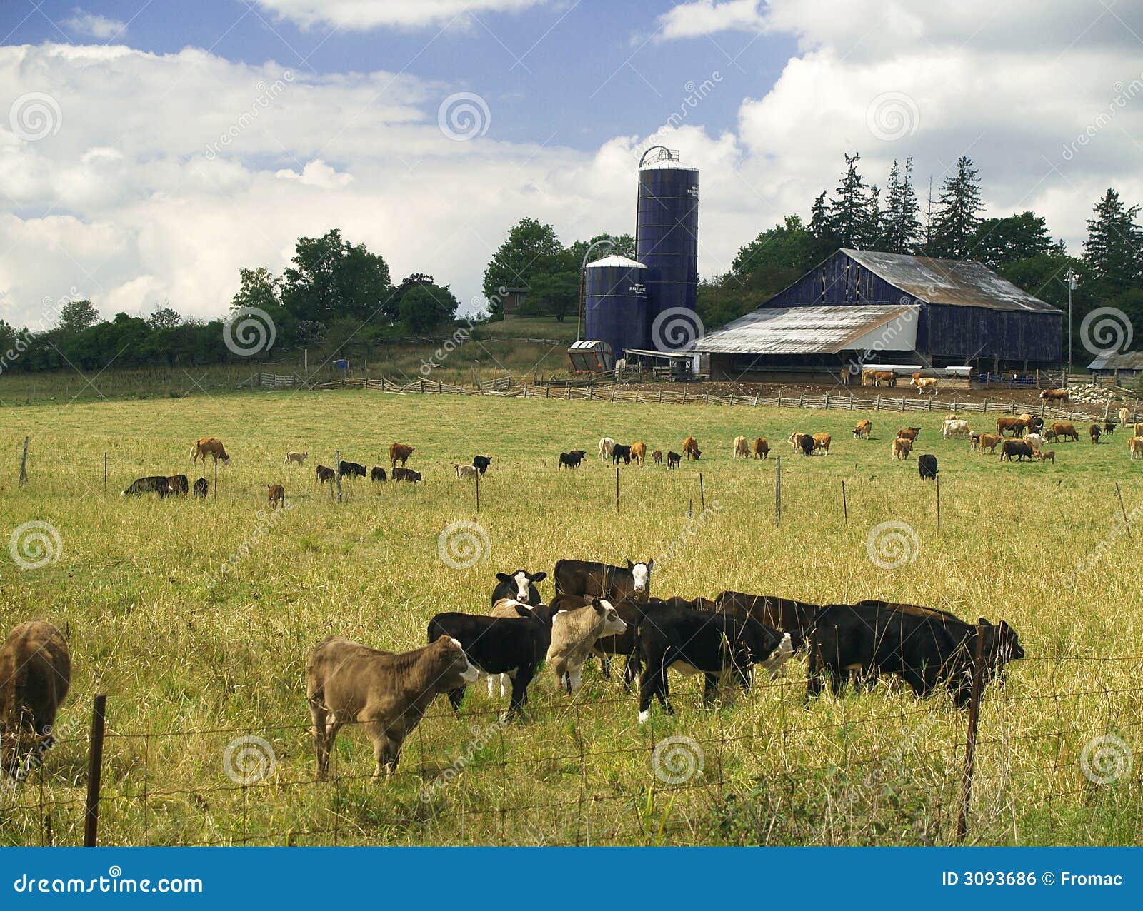 Cattle Farm stock photo. Image of agriculture, beef, milk - 3093686