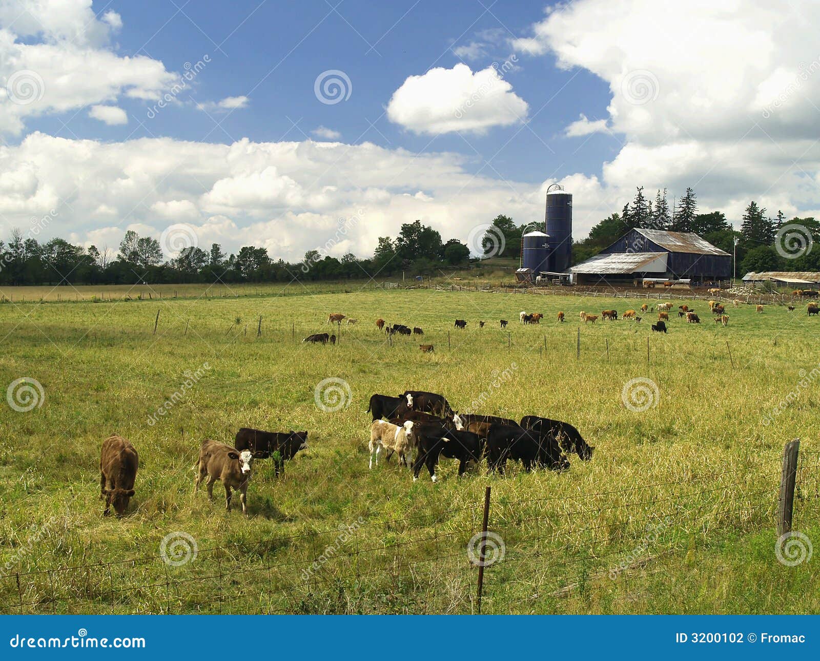 Cattle Farm stock photo. Image of agriculture, cattle - 3200102