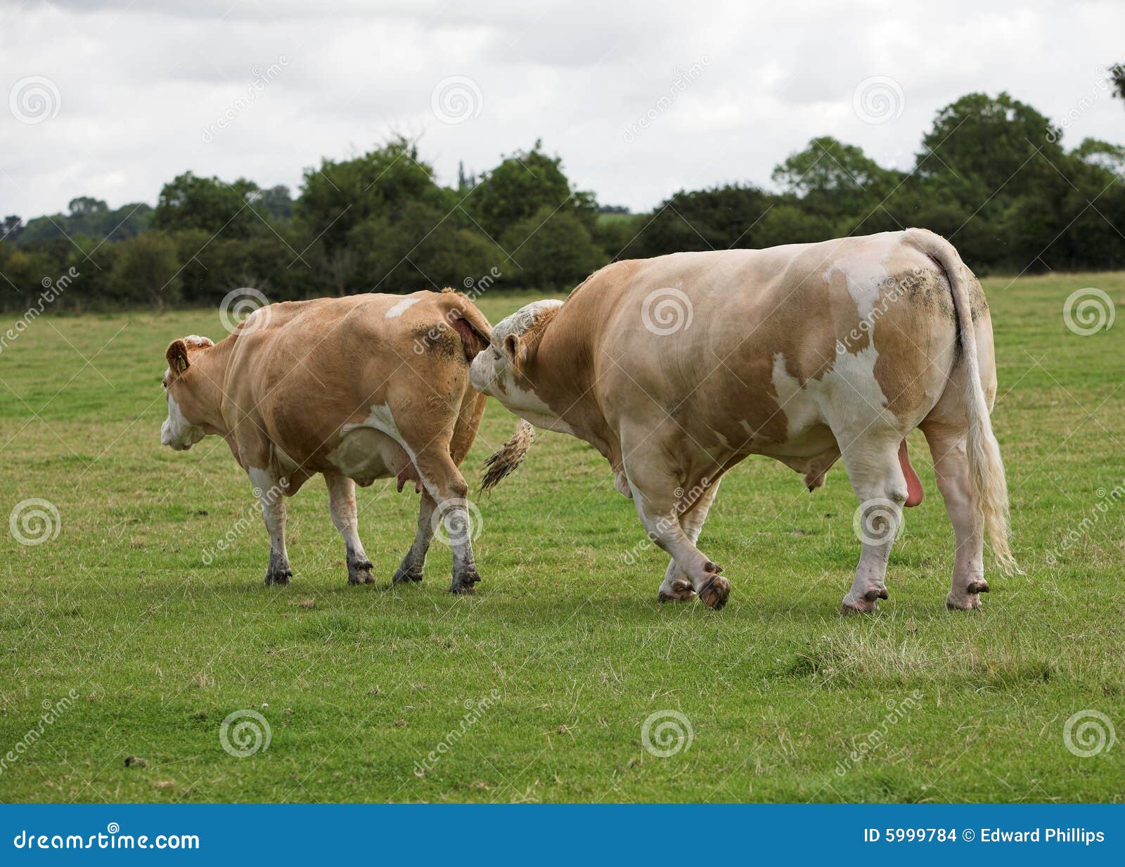 Cattle on a Farm stock photo. Image of cattle, breeding - 5999784
