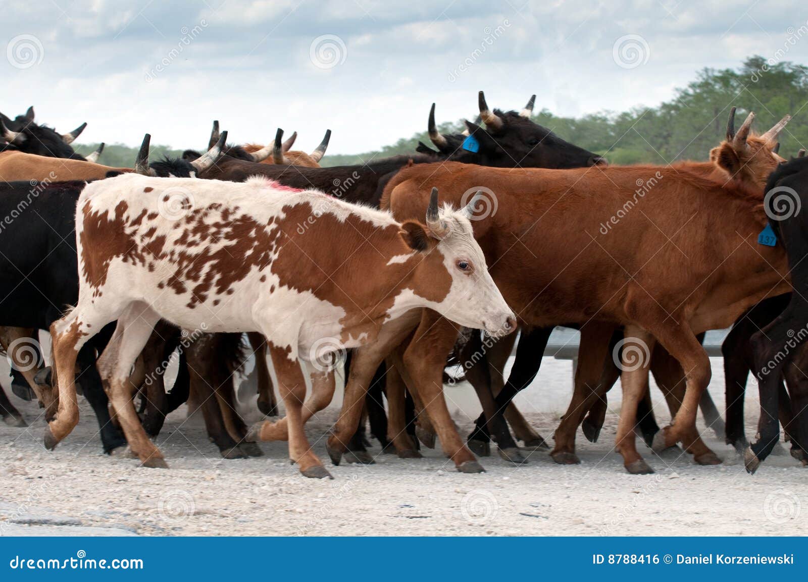 Cattle in the farm stock photo. Image of ranch, western - 8788416
