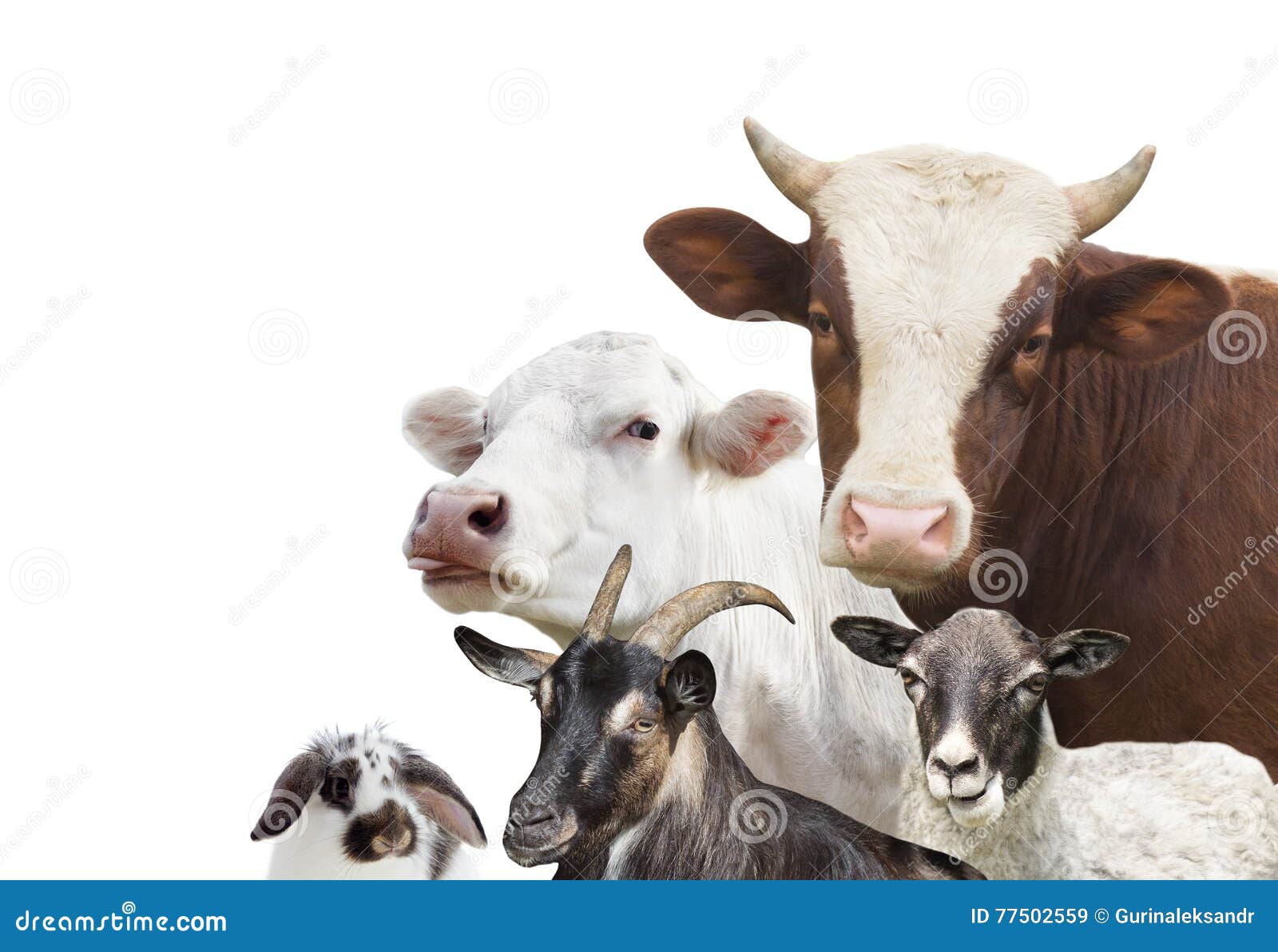 1,819 Farm Animals Set Stock Photos - Free & Royalty-Free Stock Photos ...