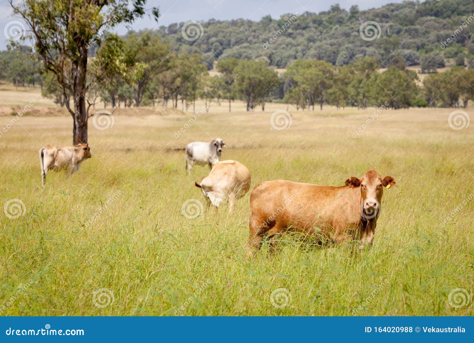 Cattle Farm Cows in Green Grass Paddock Stock Photo - Image of ...