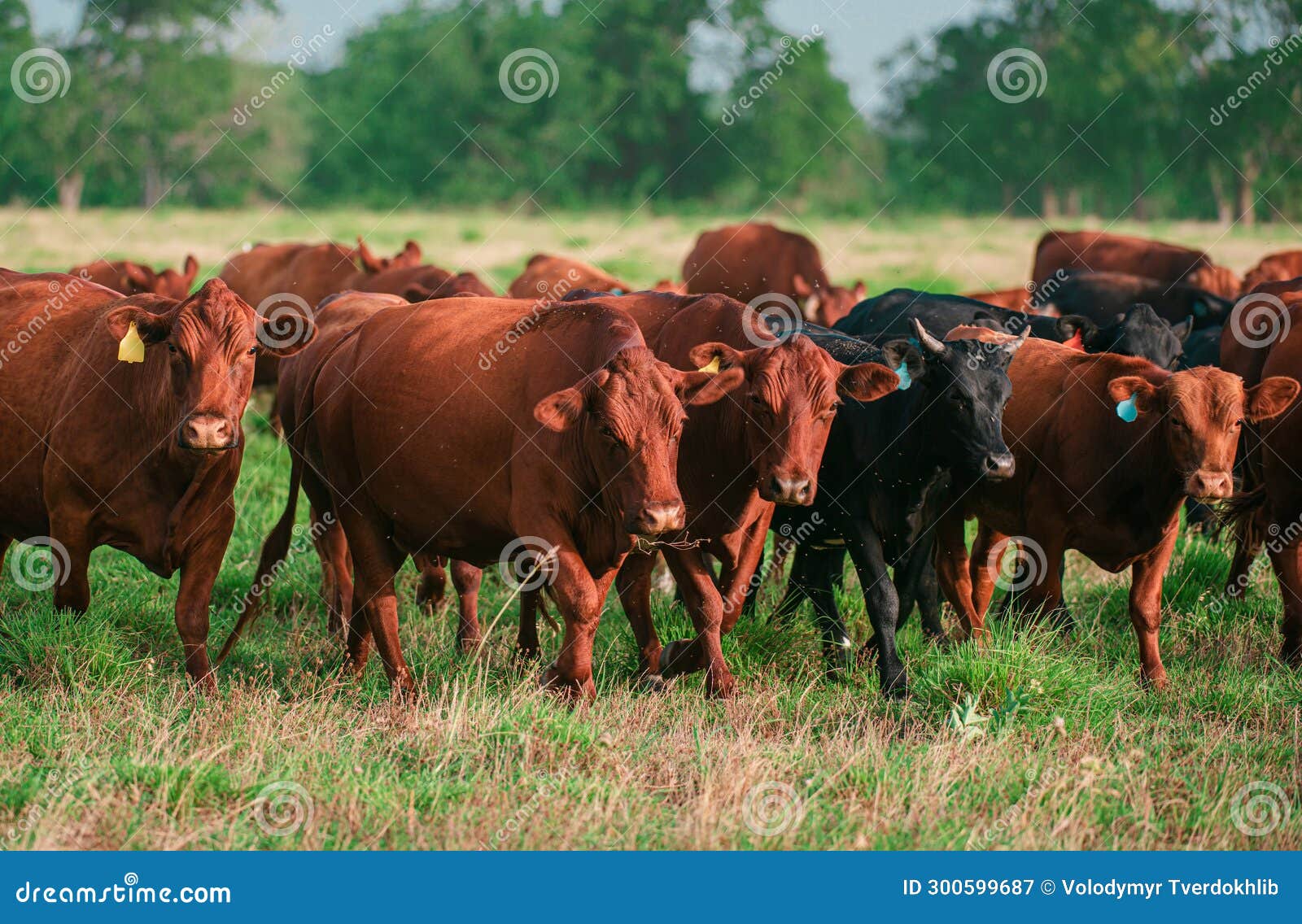 Cattle Farm. Farming Ranch Angus and Hereford Cows. Stock Image - Image ...