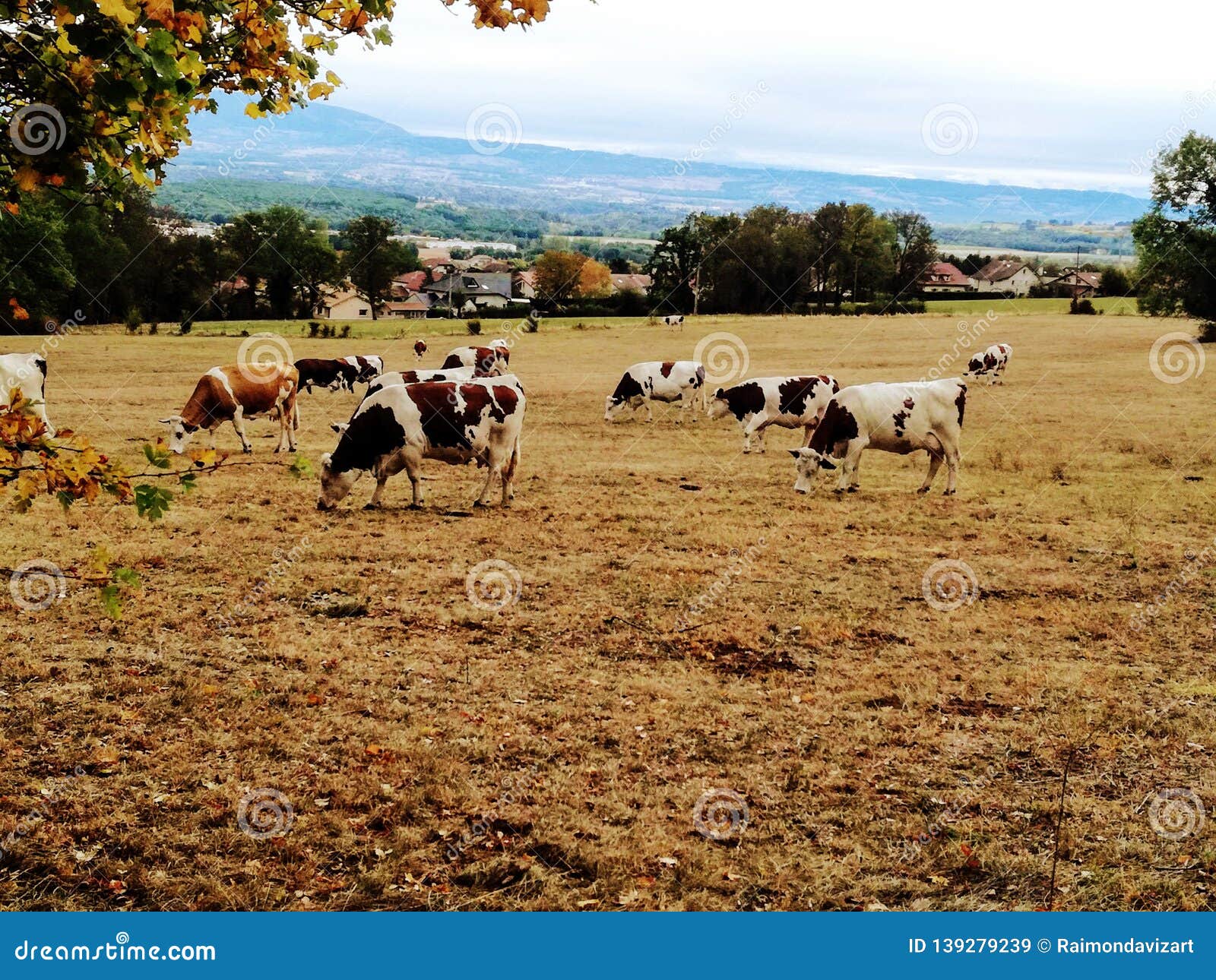 Cattle Farm in the Mountains Stock Image - Image of tree, landscape ...