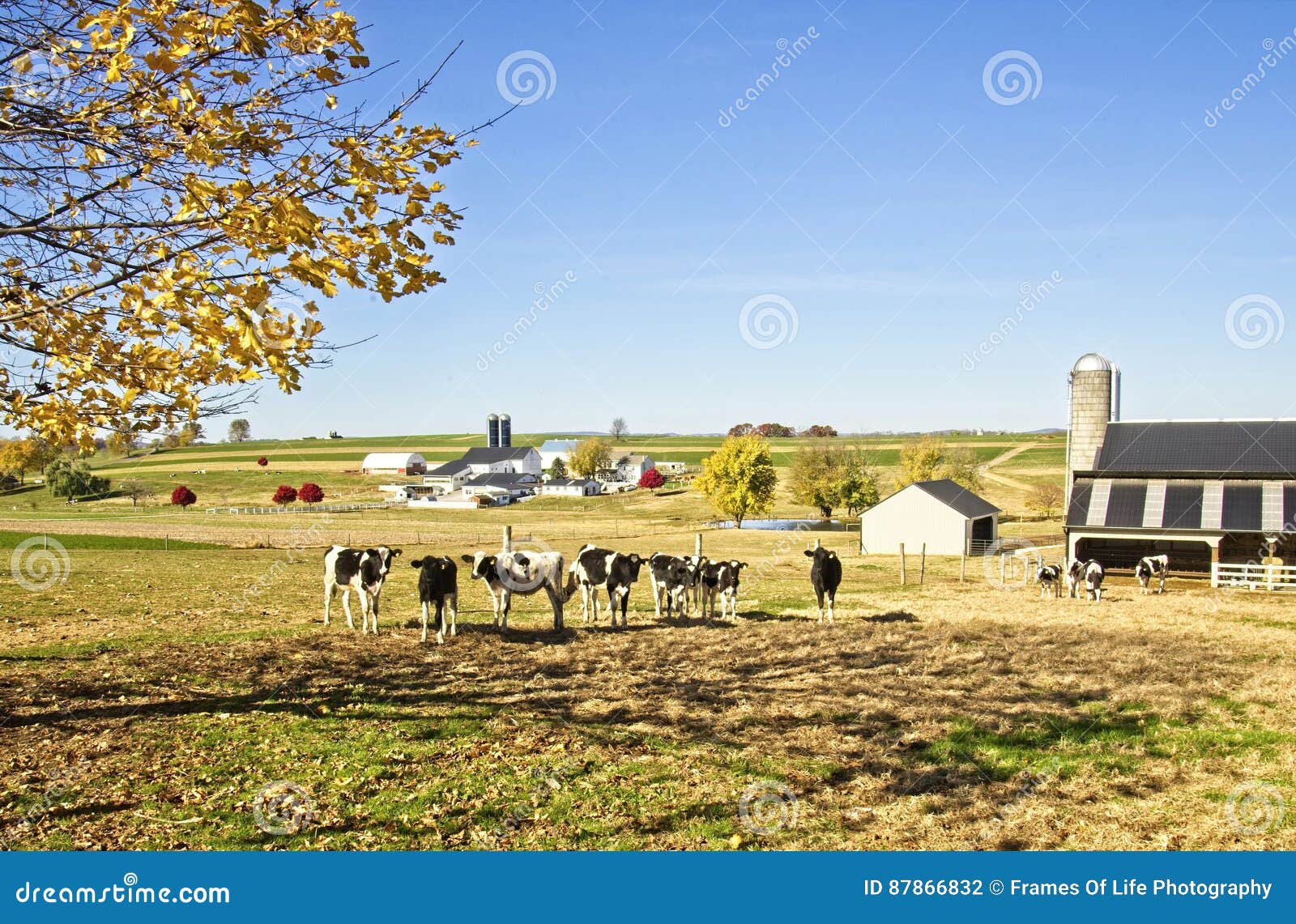 Cattle Farm Near Akron Pennsylvania Stock Photo - Image of barns ...