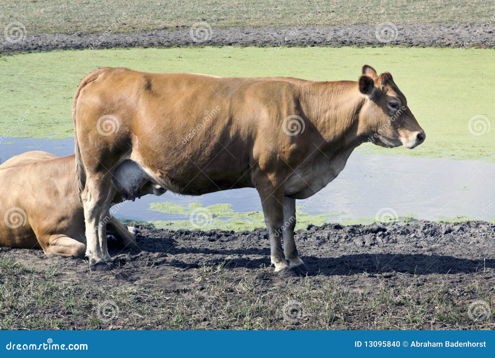 Cattle on a Farm Near Ceres Stock Photo - Image of animal, skin: 13095840