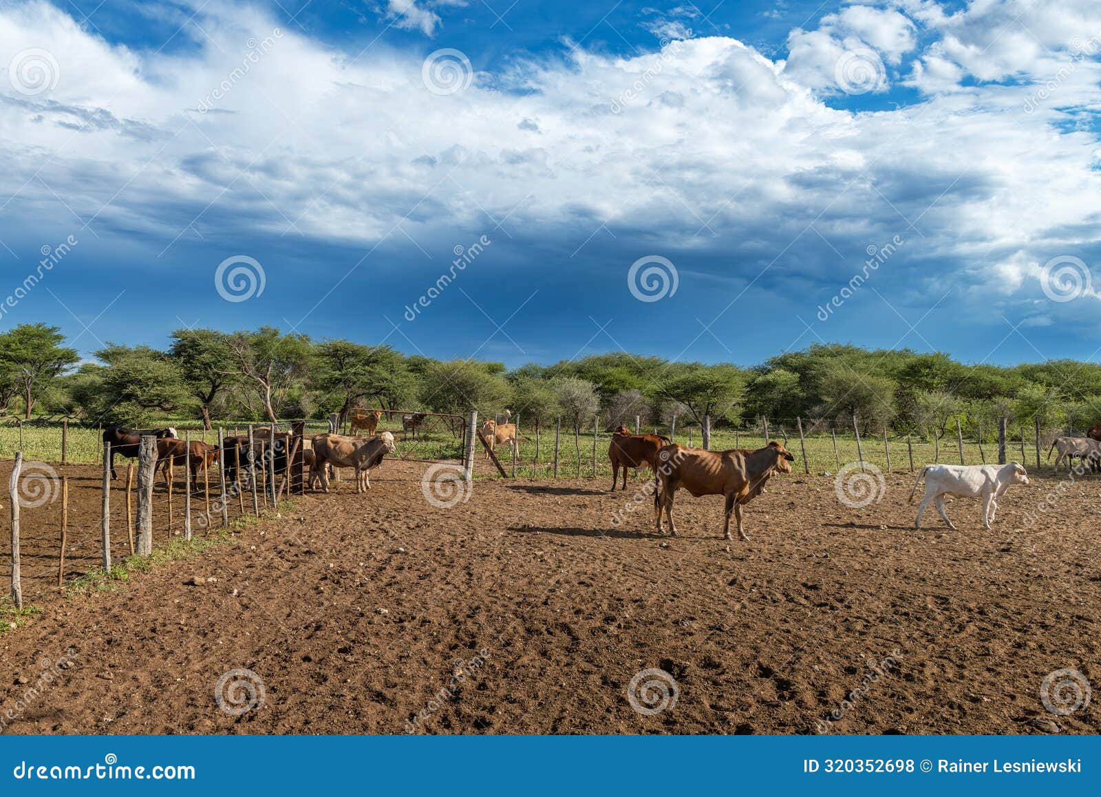 Cattle on a Farm North of Otjiwarongo, Namibia Stock Photo - Image of ...