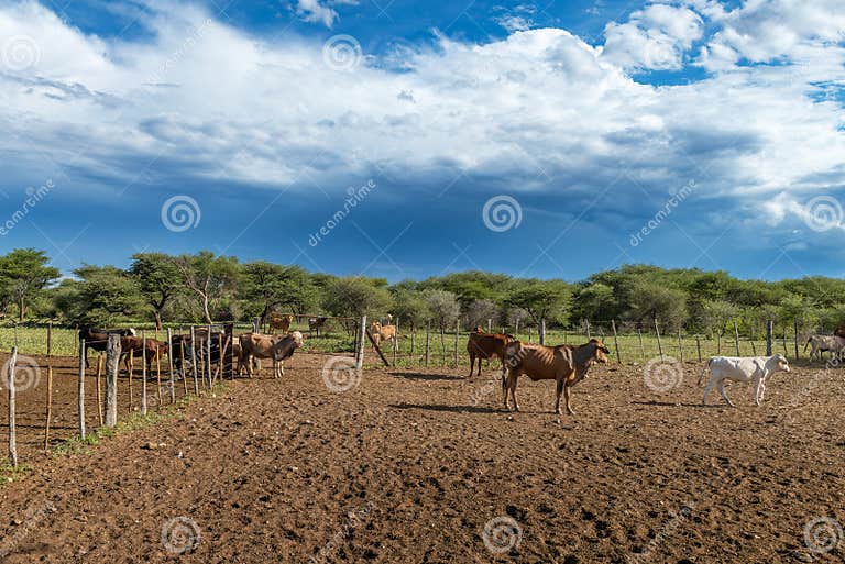 Cattle on a Farm North of Otjiwarongo, Namibia Stock Photo - Image of ...