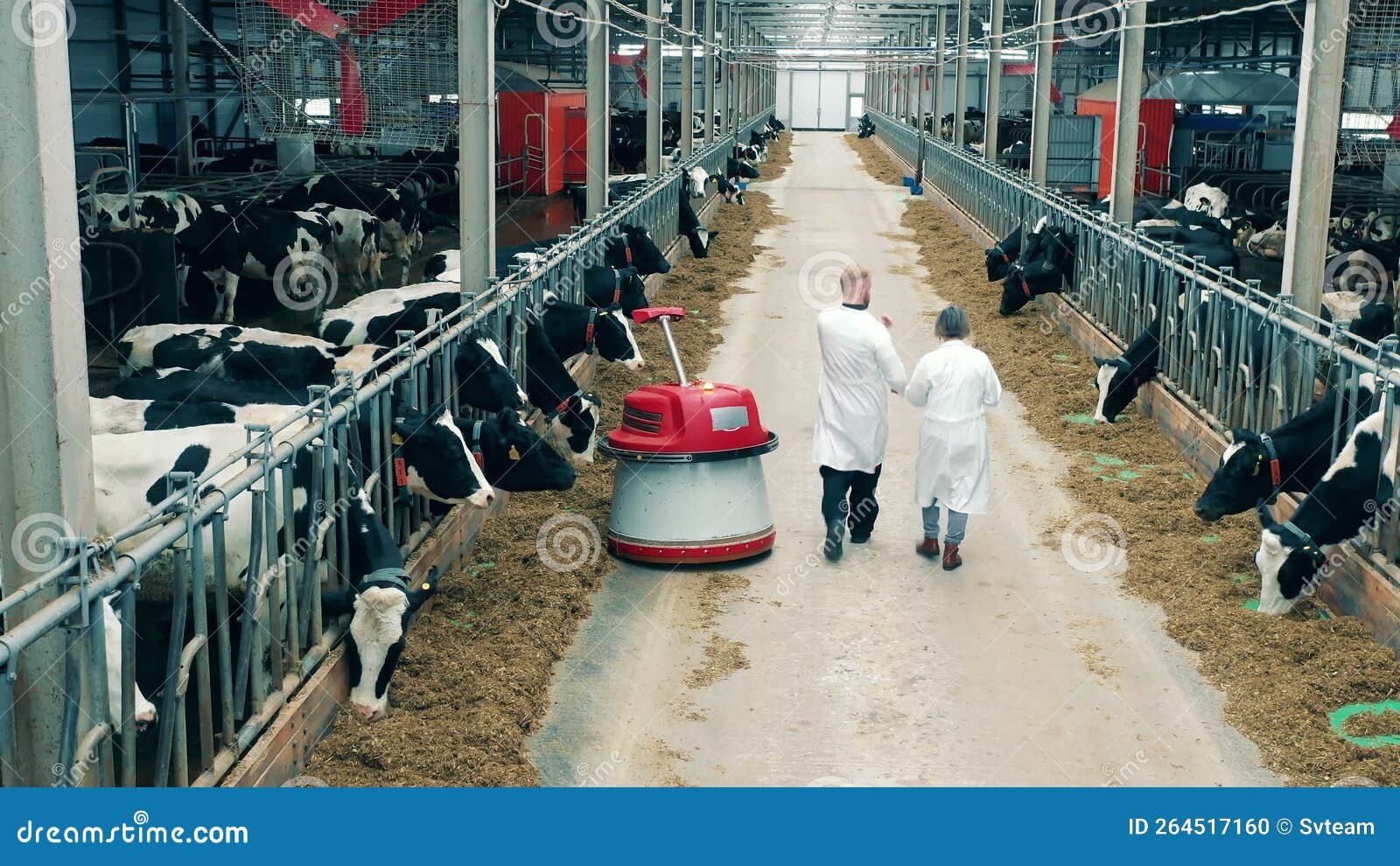 Cattle Farm with Two Workers and a Feed Pushing Machine Stock Footage ...