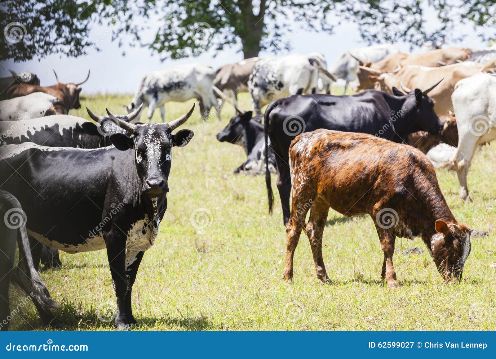 Cattle Farming stock image. Image of south, meat, farming - 62599027